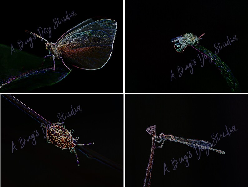 Neon Recolored Bugs Digital Download recolored Photographs - Etsy Australia