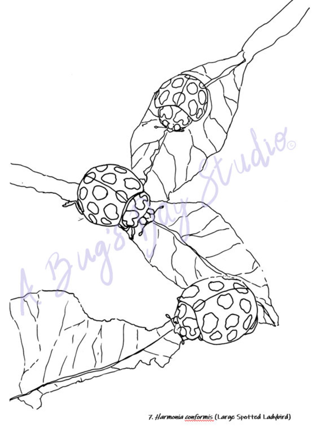 Australian Insects and Flowers Colouring Page ladybirds and Leaves ...