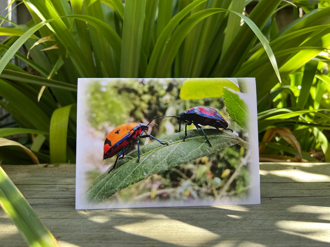 Two Beetles Card (digital Download, Usable Art, Anniversary Card) - Etsy