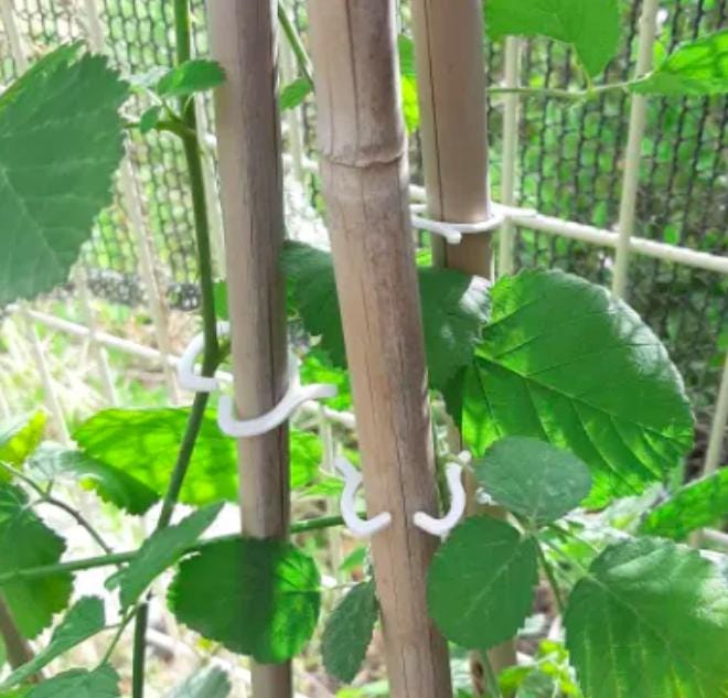 3D STL Plant Support Clamp Branch Stabilizer, Garden Attachment Clip ...