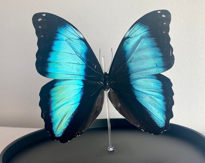 Scarce Morpho Butterfly in Glass Dome, Large Butterfly Bell Jar Display ...