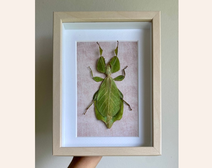 Big Leaf Insect in Beige Frame, Real Bug Taxidermy Shadowbox Display ...