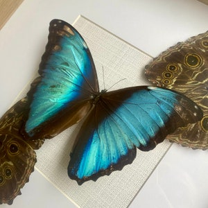Scarce Morpho Butterflies in Beige Frame, Real Butterfly Specimens in ...