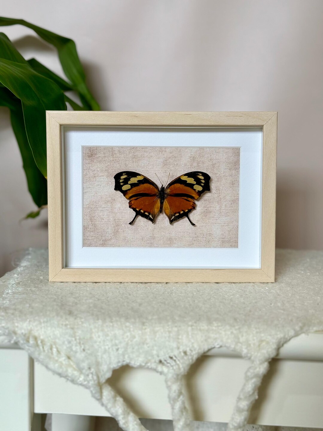 Unique Butterfly in Frame, Real Butterfly Taxidermy in Beige Frame ...