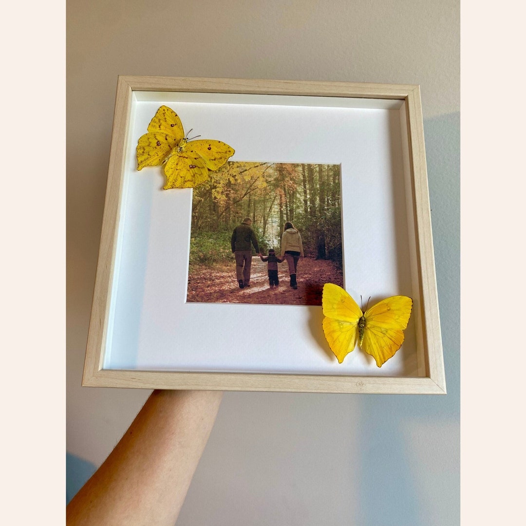 Tailed Sulphur Butterfly Photo Frame, Personalized Real Butterfly ...