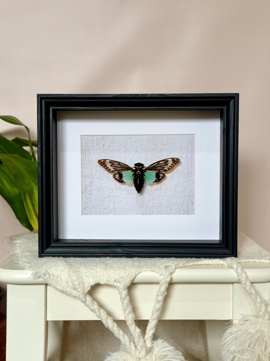 Blue Cicada in Black Frame, Real Cicada Taxidermy Cicada Wall Art ...