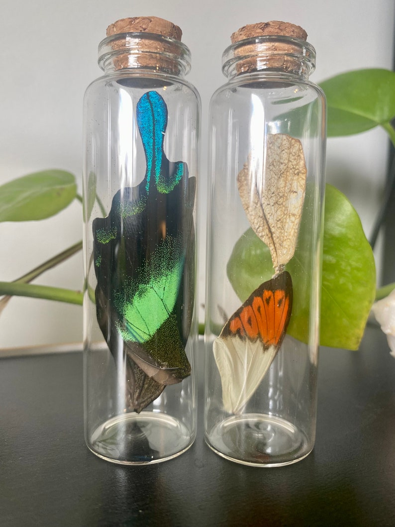 Large Butterfly Wings in Glass Curio Bottle, Real Butterfly Wing Vial ...