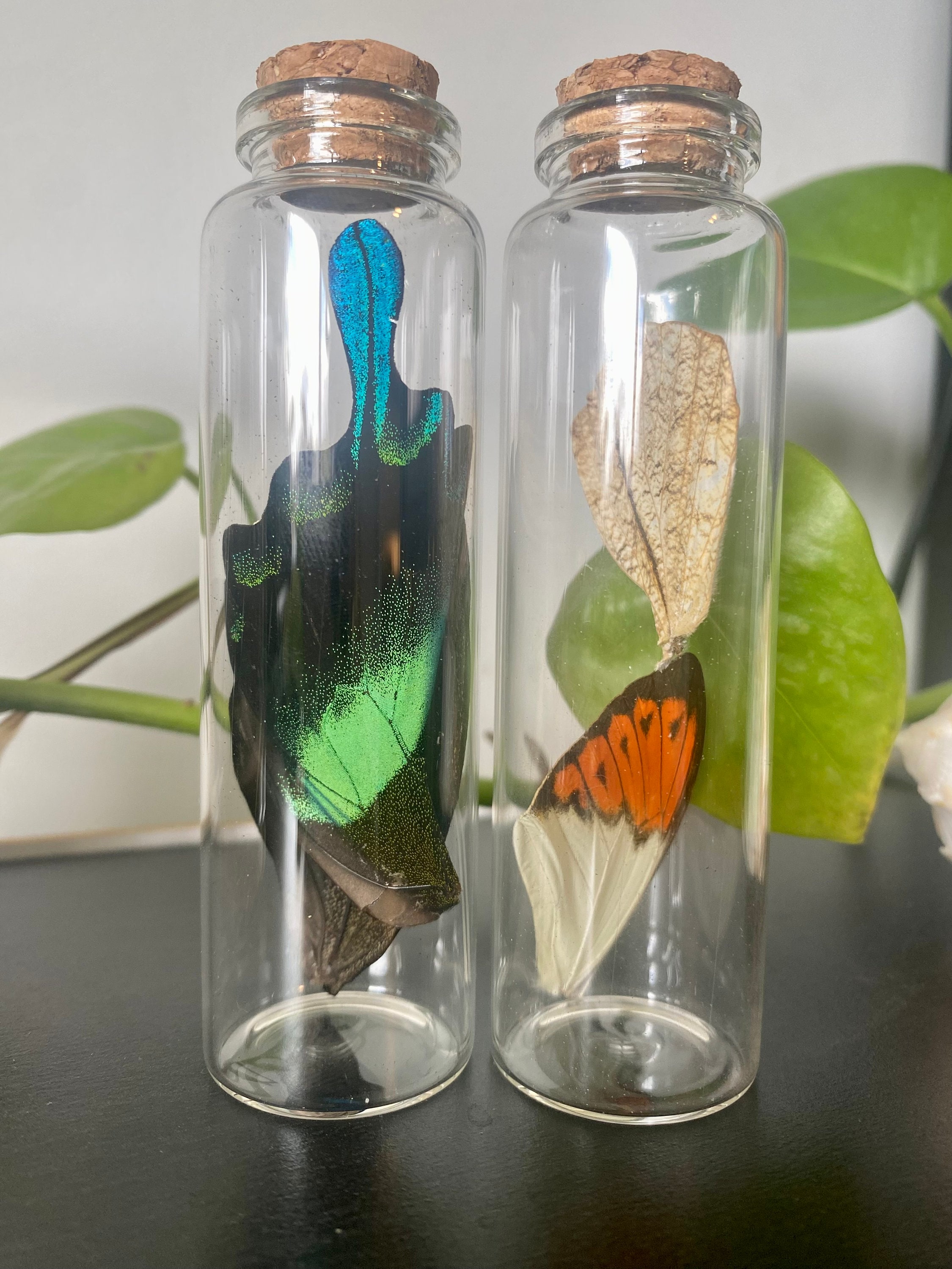 Large Butterfly Wings in Glass Curio Bottle, Real Butterfly Wing Vial ...