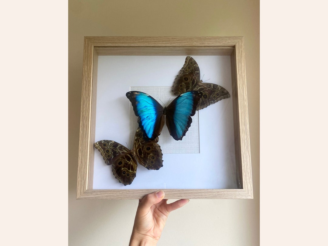 Scarce Morpho Butterflies in Beige Frame, Real Butterfly Specimens in ...