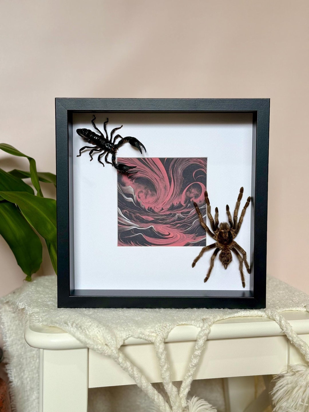 Spider & Scorpion Photo Frame, Real Tarantula in Black Picture Frame ...