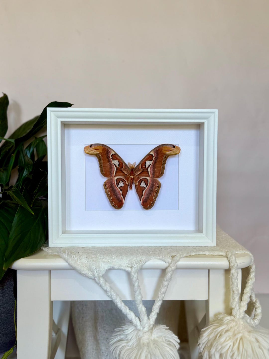 Atlas Moth in White Frame, Huge Male Attacus Atlas Moth, Real ...