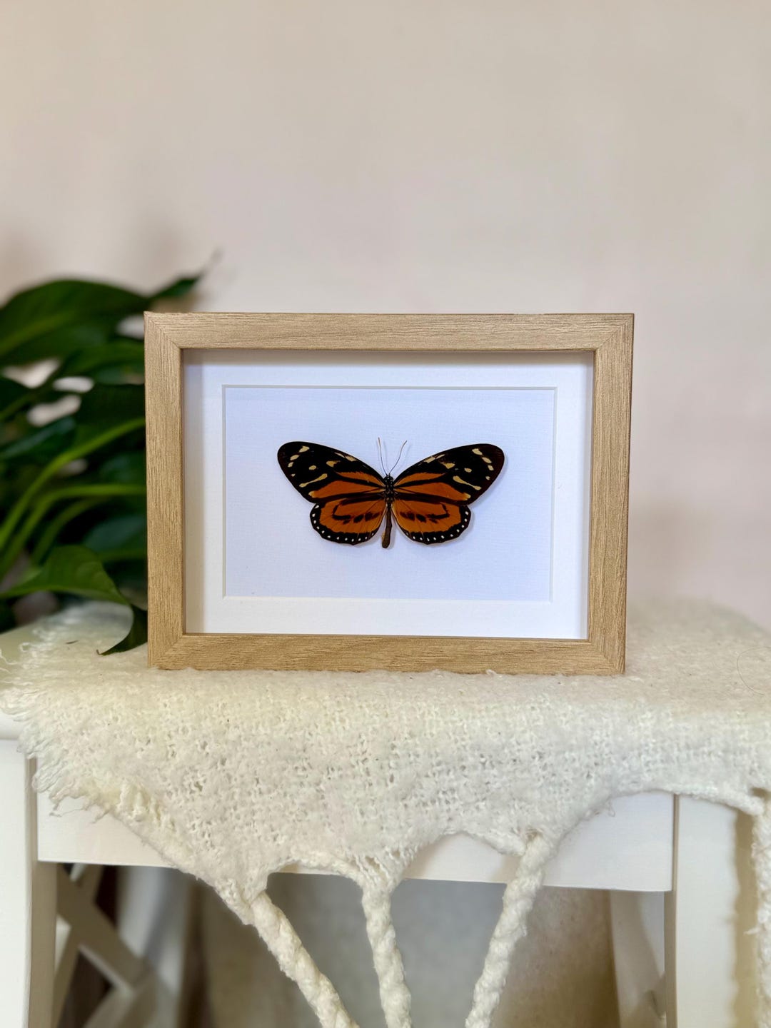 Tiger Mimic Queen Butterfly in a Brown Frame, Real Entomology Taxidermy ...