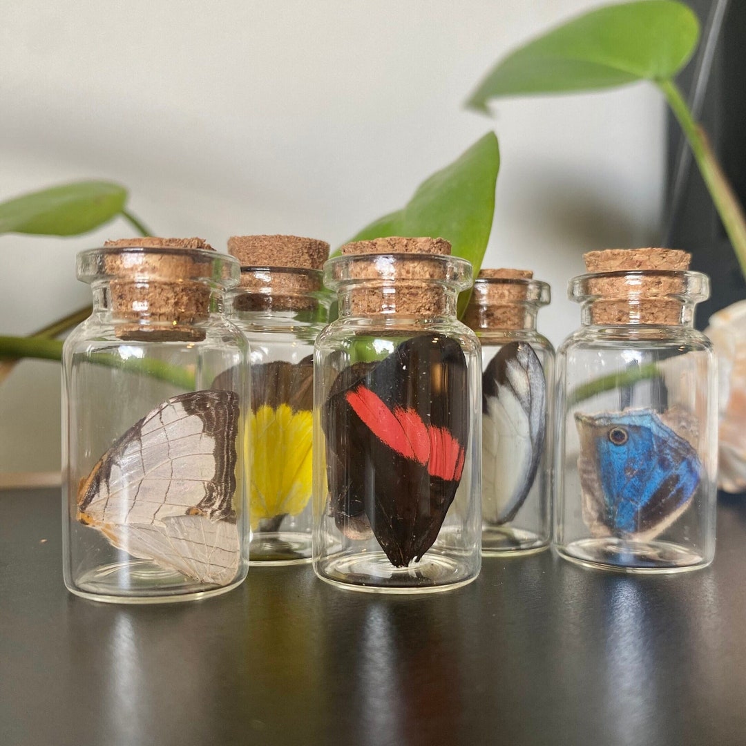 Mini Butterfly Wings in Glass Curio Bottle, Real Butterfly Wing Vial ...
