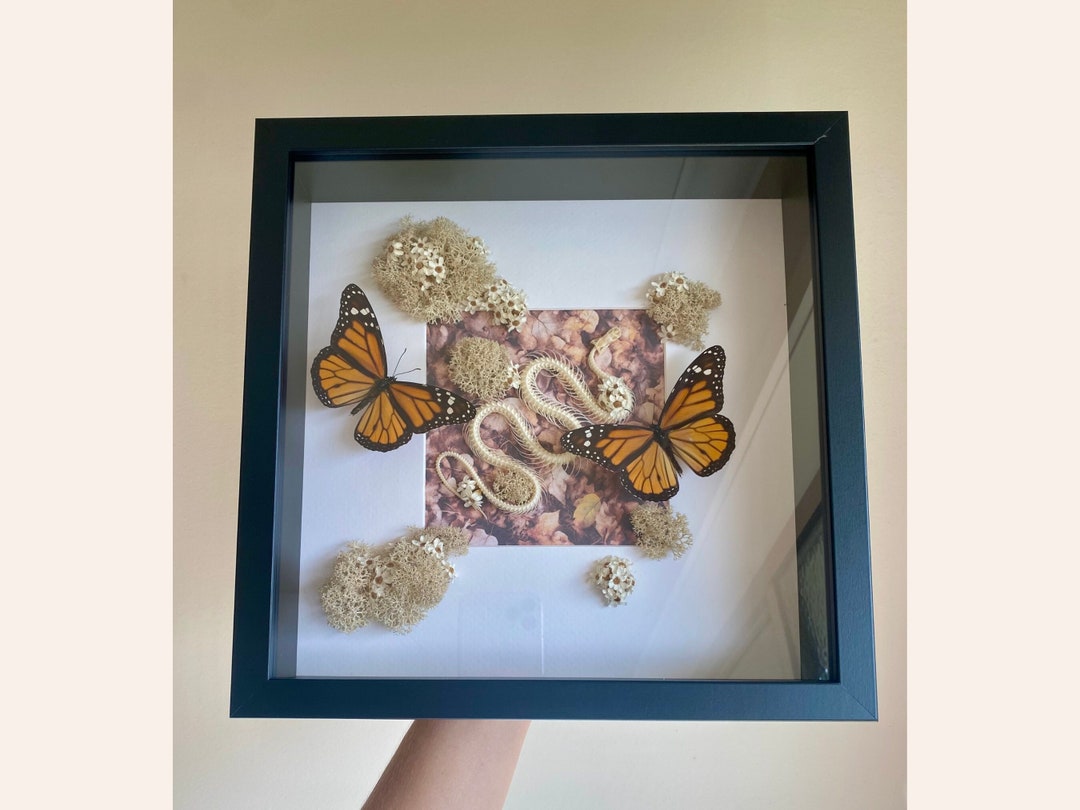 Monarch Butterflies & Snake Skeleton in Black Frame With Moss and Flowers, Real Snake Skeleton ...