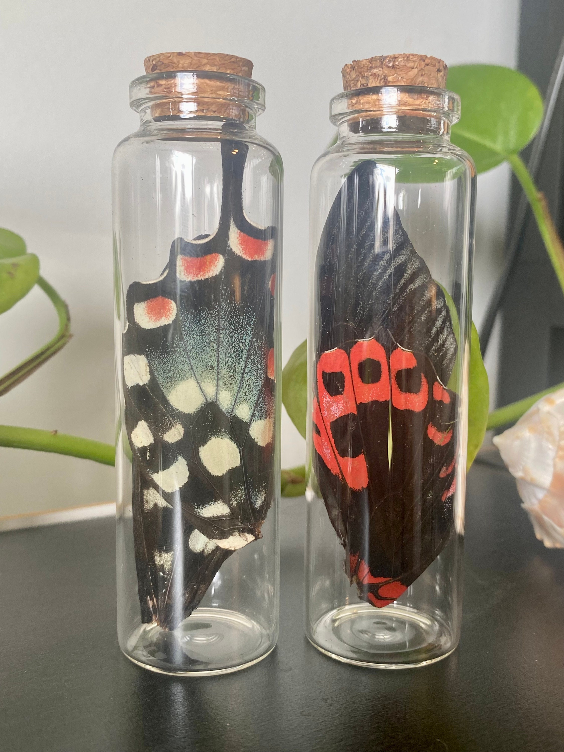 Large Butterfly Wings in Glass Curio Bottle, Real Butterfly Wing Vial ...
