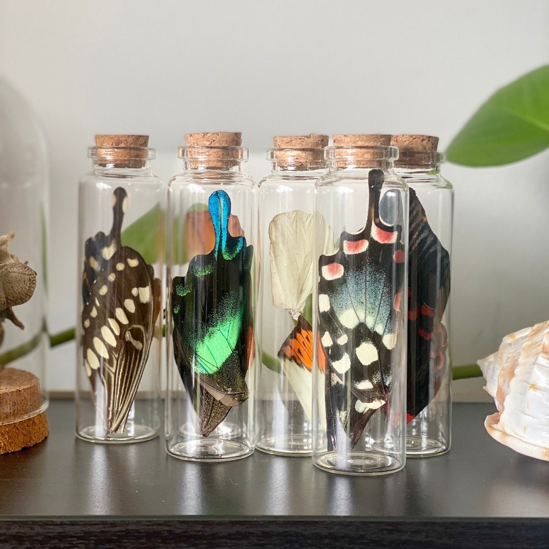 Large Butterfly Wings in Glass Curio Bottle, Real Butterfly Wing Vial ...