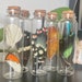 Large Butterfly Wings in Glass Curio Bottle, Real Butterfly Wing Vial ...