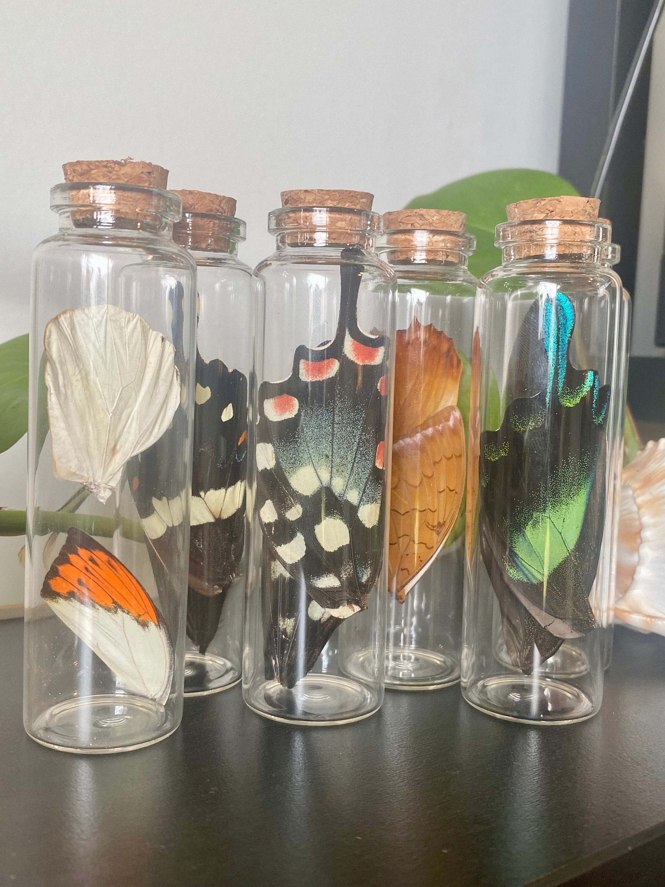 Large Butterfly Wings in Glass Curio Bottle, Real Butterfly Wing Vial ...