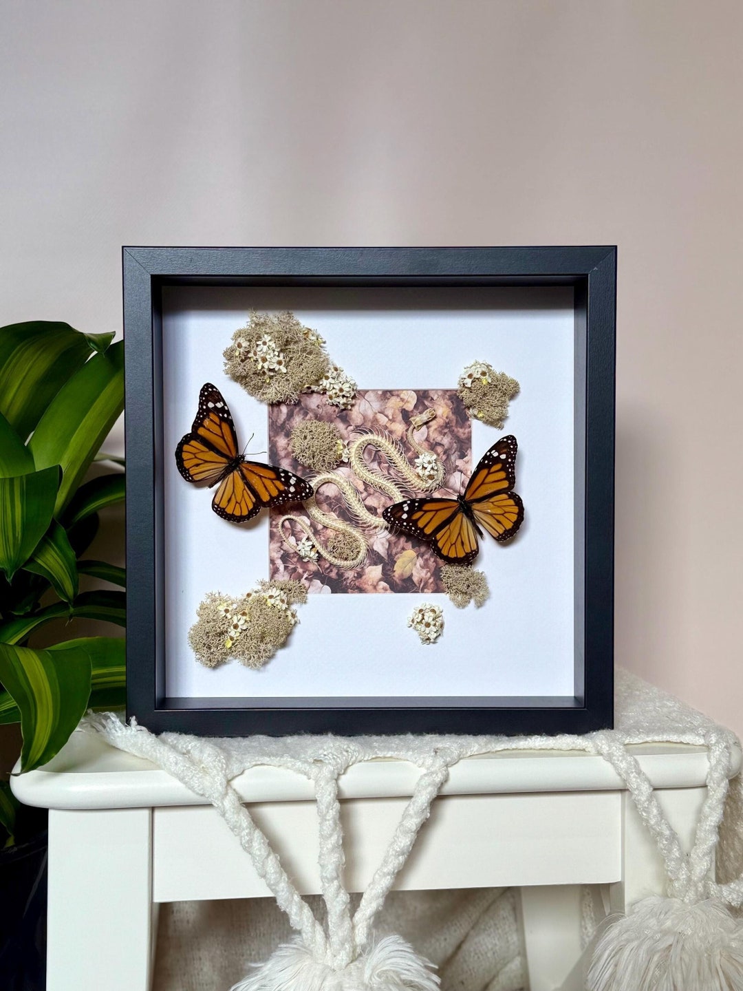 Monarch Butterflies & Snake Skeleton in Black Frame, Real Taxidermy ...