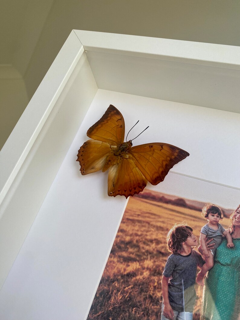 Leafwing Butterfly Photo Frame Personalized Picture Frame - Etsy