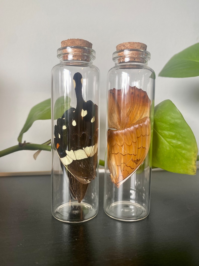 Large Butterfly Wings in Glass Curio Bottle Real Butterfly - Etsy Australia