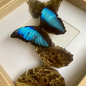 Scarce Morpho Butterflies in Beige Frame, Real Butterfly Specimens in ...