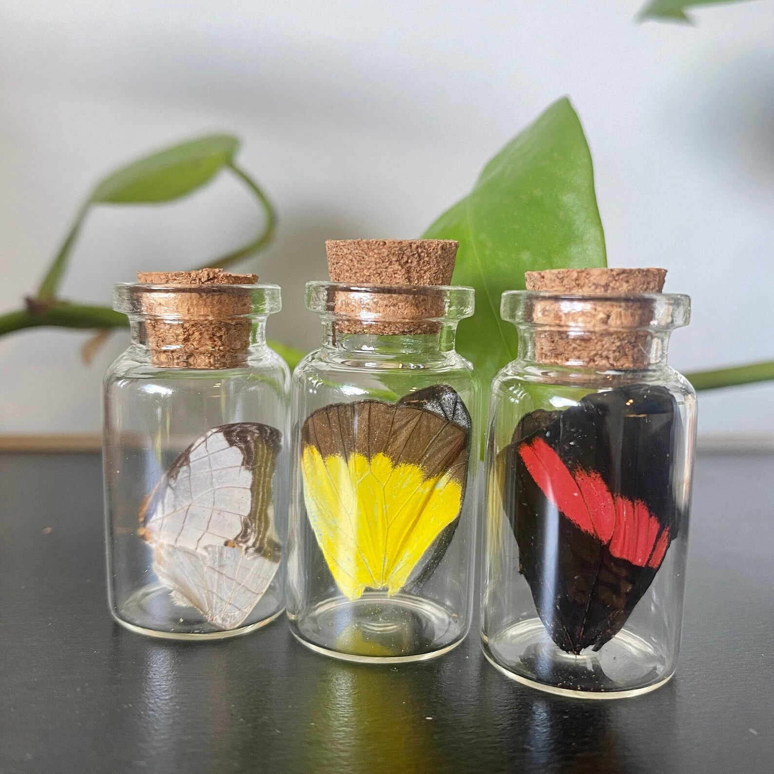 Mini Butterfly Wings in Glass Curio Bottle Real Butterfly - Etsy Australia