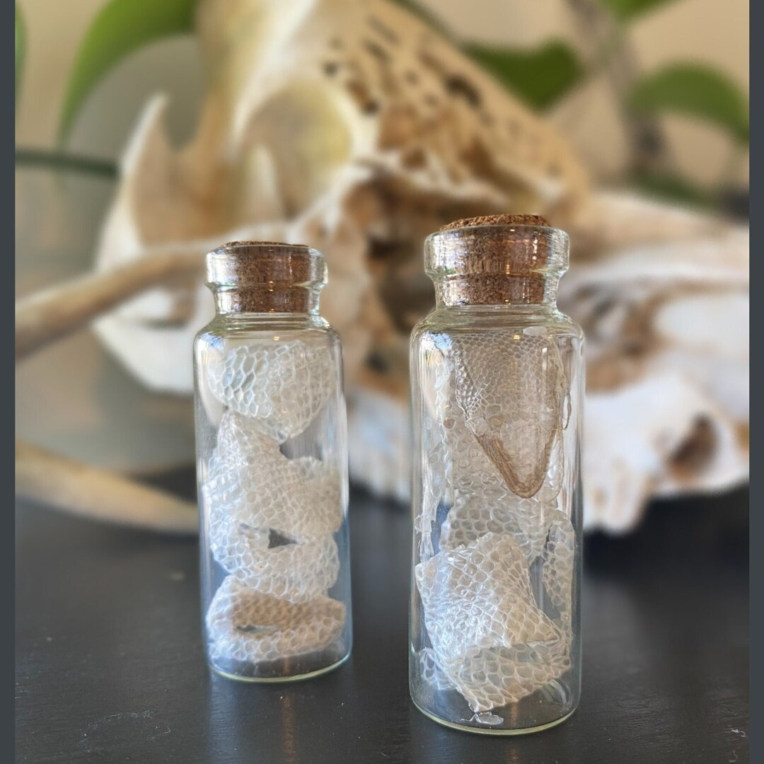 Legless Lizard Skin Shed in Glass Vial Reptile Curio Reptile - Etsy