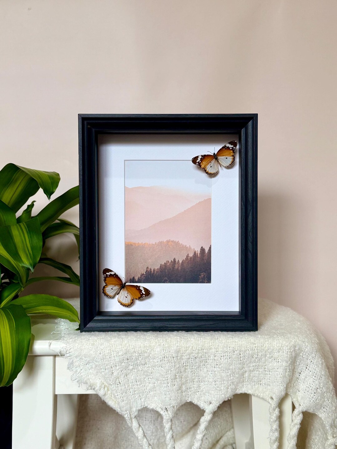 Butterflies in Black Picture Frame, Real Butterfly Photo Frame, Orange ...