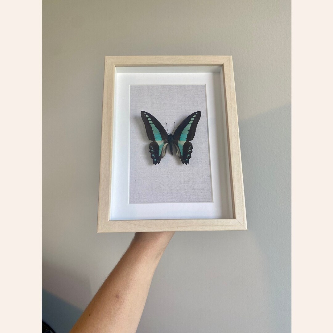 Blue Bottle Butterfly in Frame, Real Blue Butterfly Shadowbox Display ...
