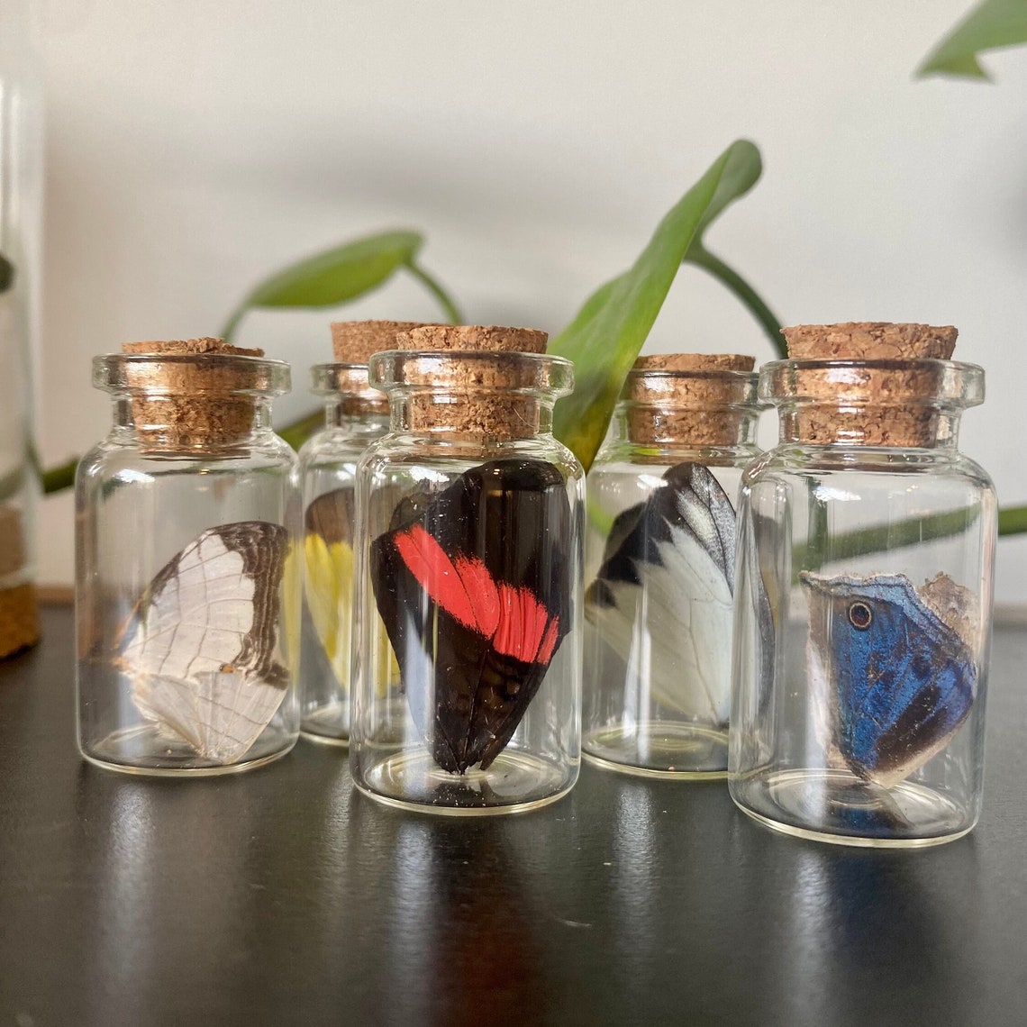 Mini Butterfly Wings in Glass Curio Bottle Real Butterfly - Etsy Australia