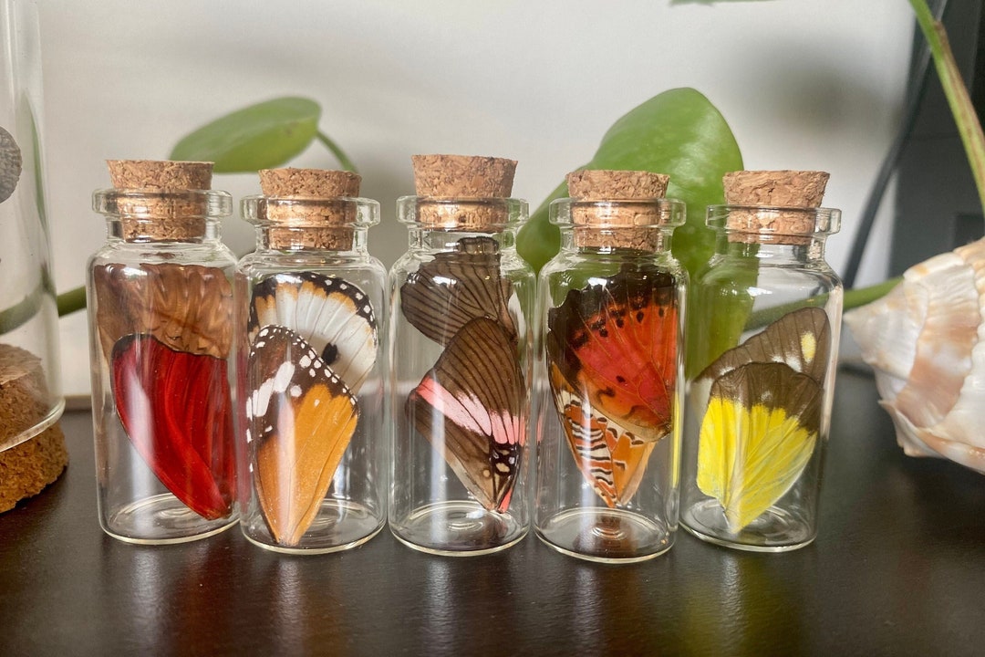 Small Butterfly Wing Vial: Glass Curio Bottle, Real Insect Oddity - Etsy UK