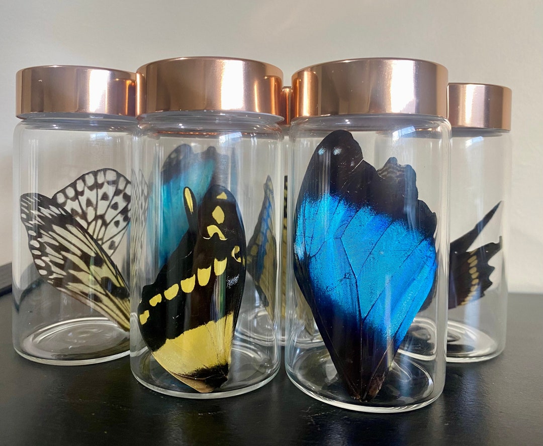 Large Butterfly Wings in Glass Curio Bottle, Real Butterfly Wing Vial ...