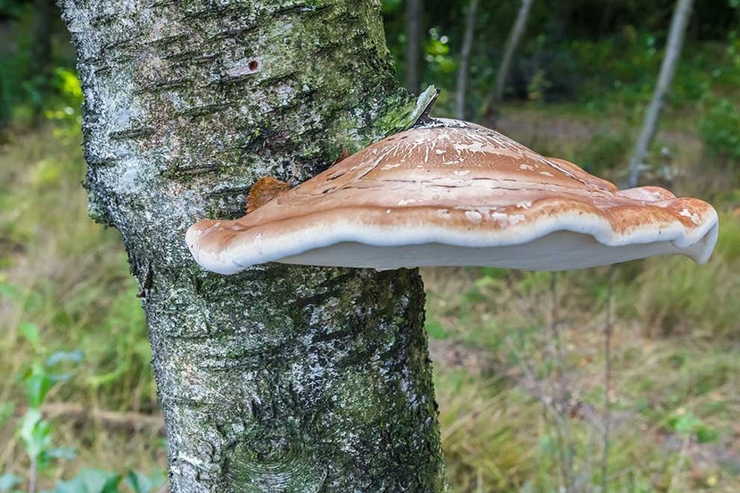 Birch Polypore 50g From Pure Norwegian Forest, Dried, White Birch Pore ...