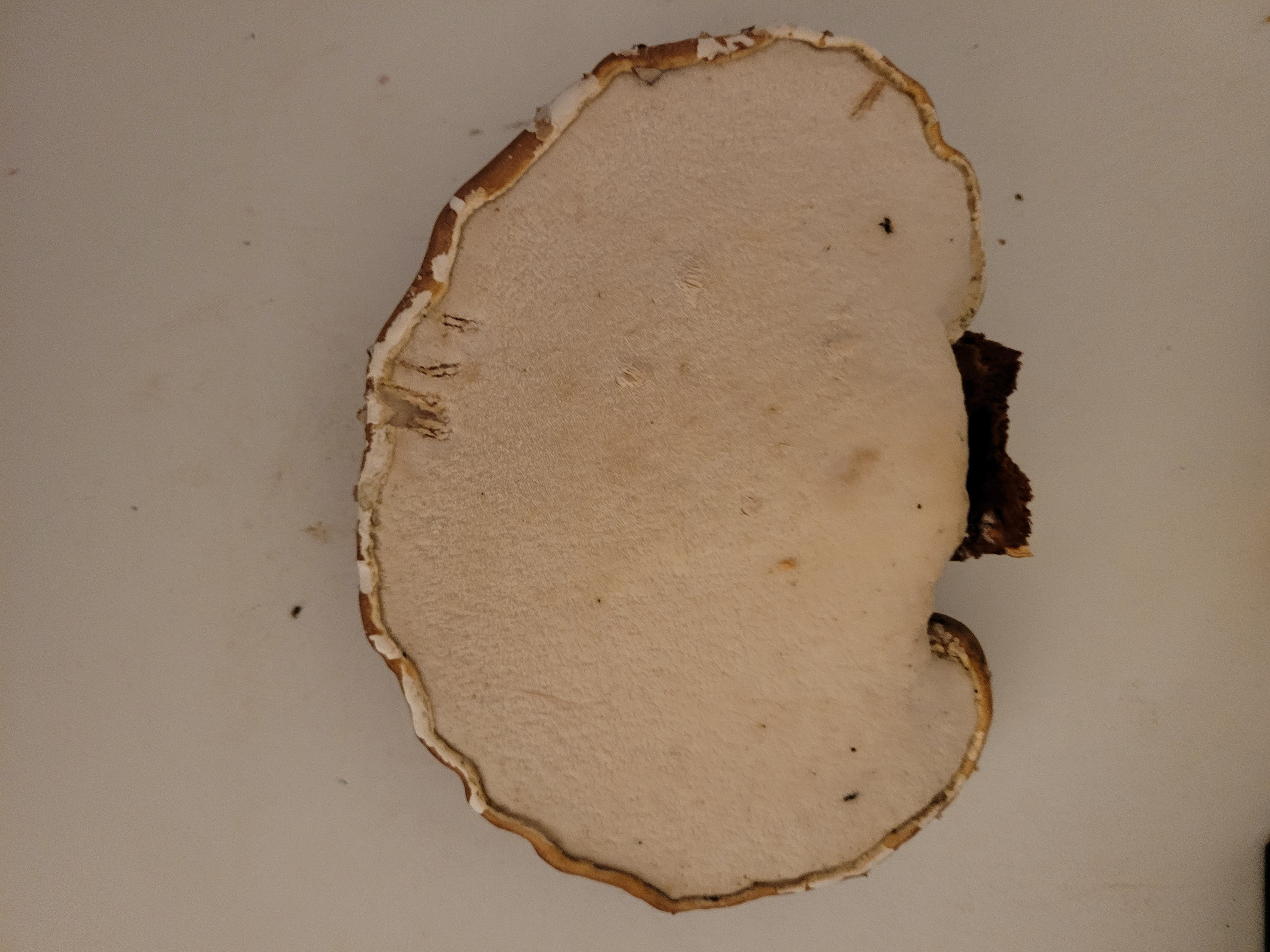 Birch Polypore 50g From Pure Norwegian Forest, Dried, White Birch Pore ...