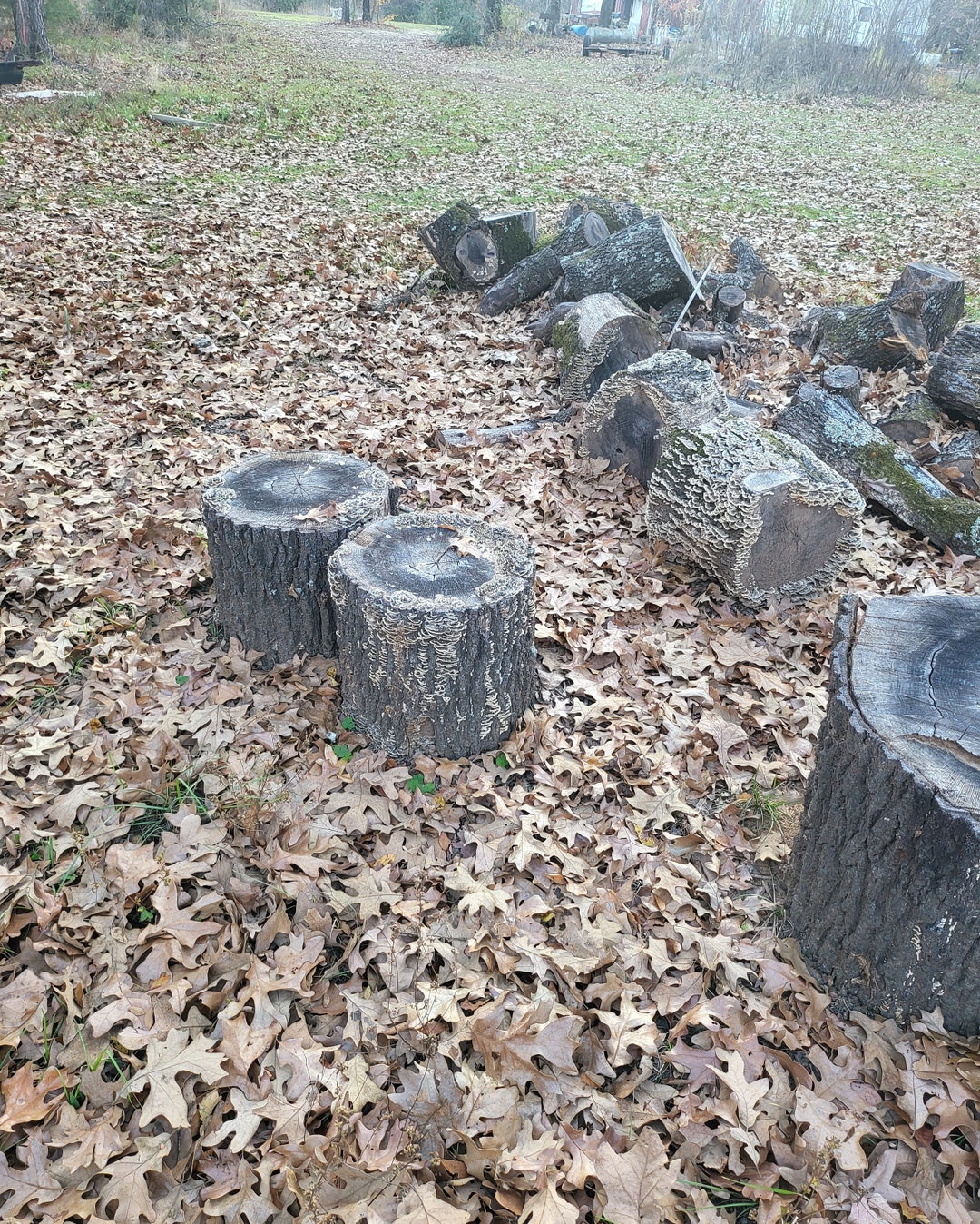 Large Tree Stumps - Etsy