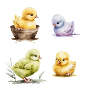 Chick Clipart Easter Cliparts Baby Chicks Clip Art Spring Birds - Etsy