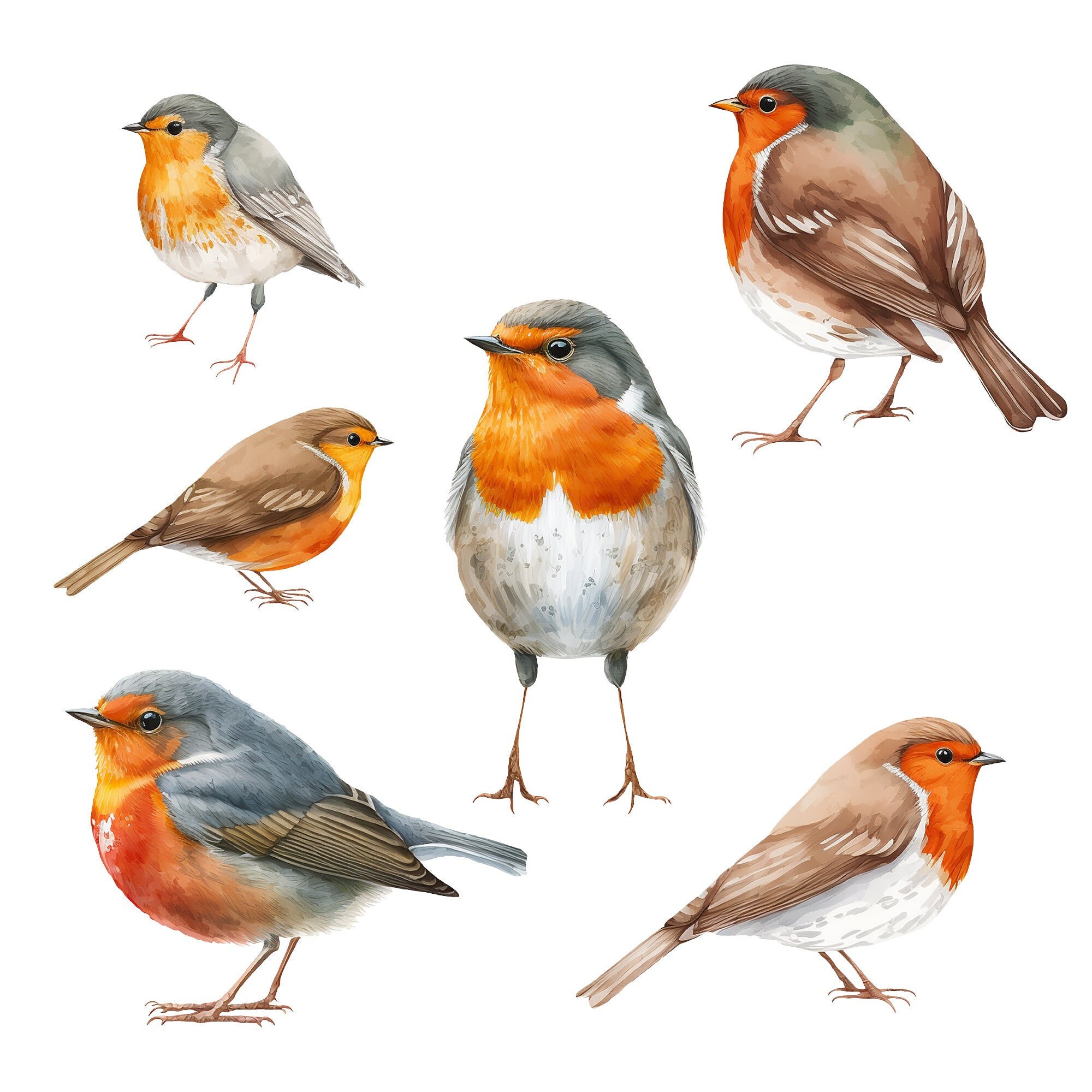 Spring Robin Clipart