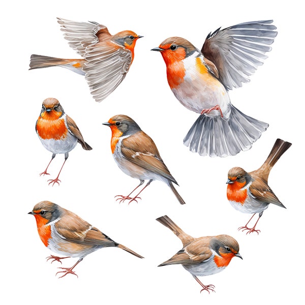 Robin Clip Art - Etsy