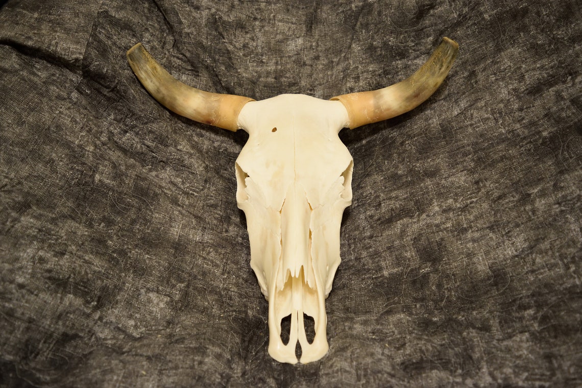 Cow Skull - Etsy