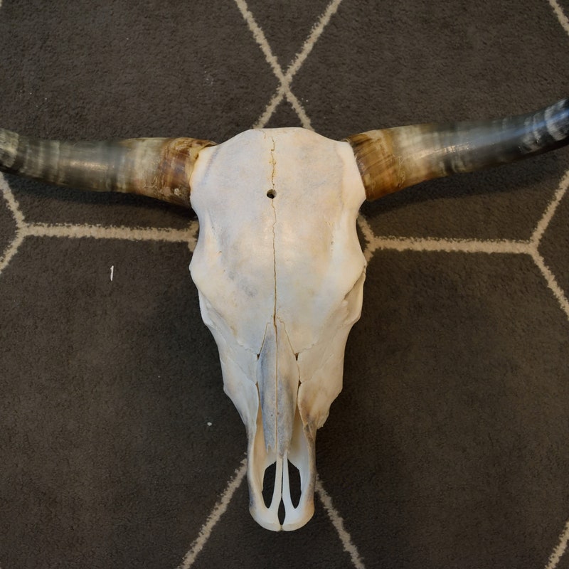 Real Cow Skull - Etsy