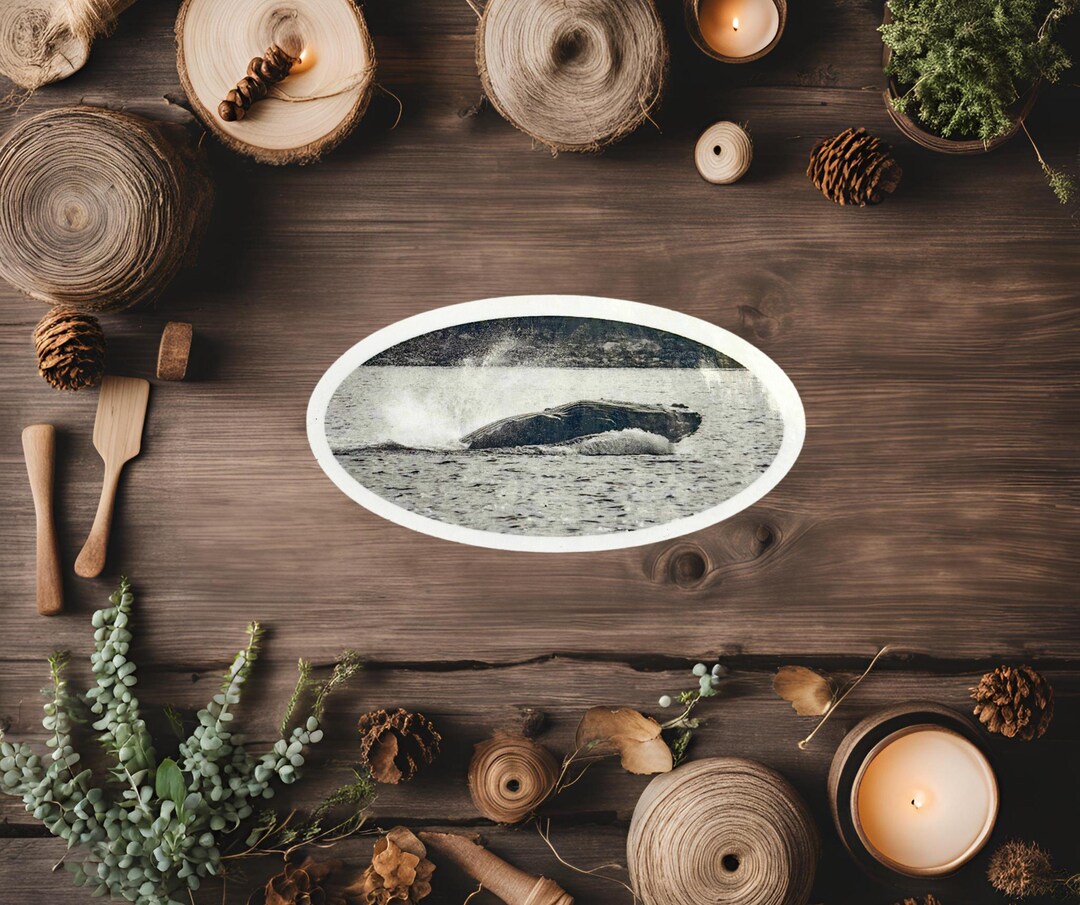 Breaching Humpback Whale Sticker, Black and White Wildlife Photography ...