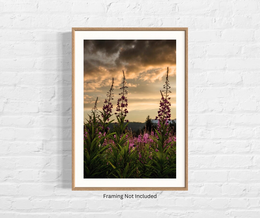 Blooming Fireweed Print at Sunset, Alaska Wall Art, Fireweed ...