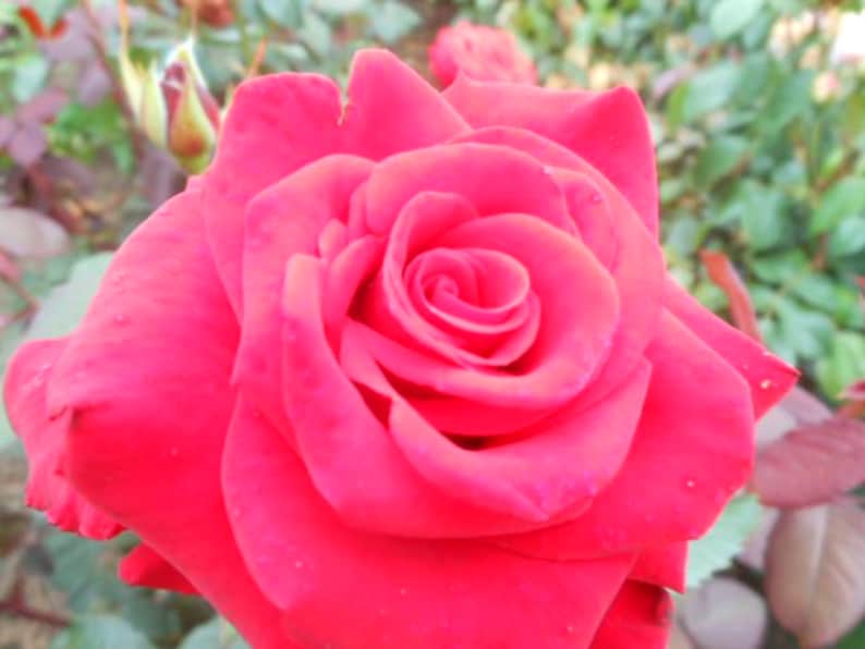 Happy Ruby Wedding Potted Rose - Large Rich Red Blooms - 4 Litre Pot ...