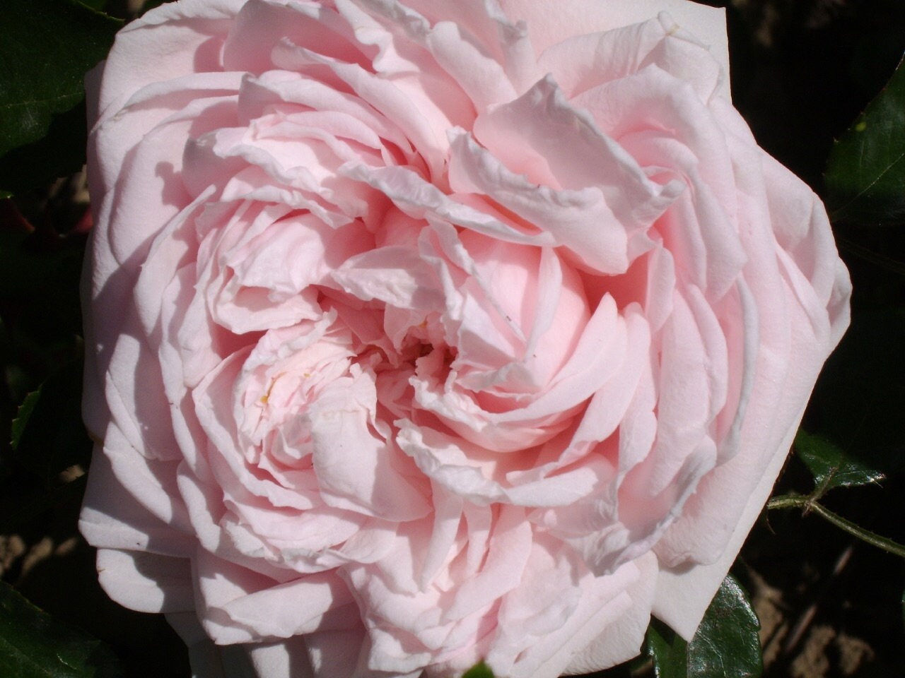 Albertine - Rambling Rose - Fragrant Baby Pink Blooms - 4ltr Potted ...