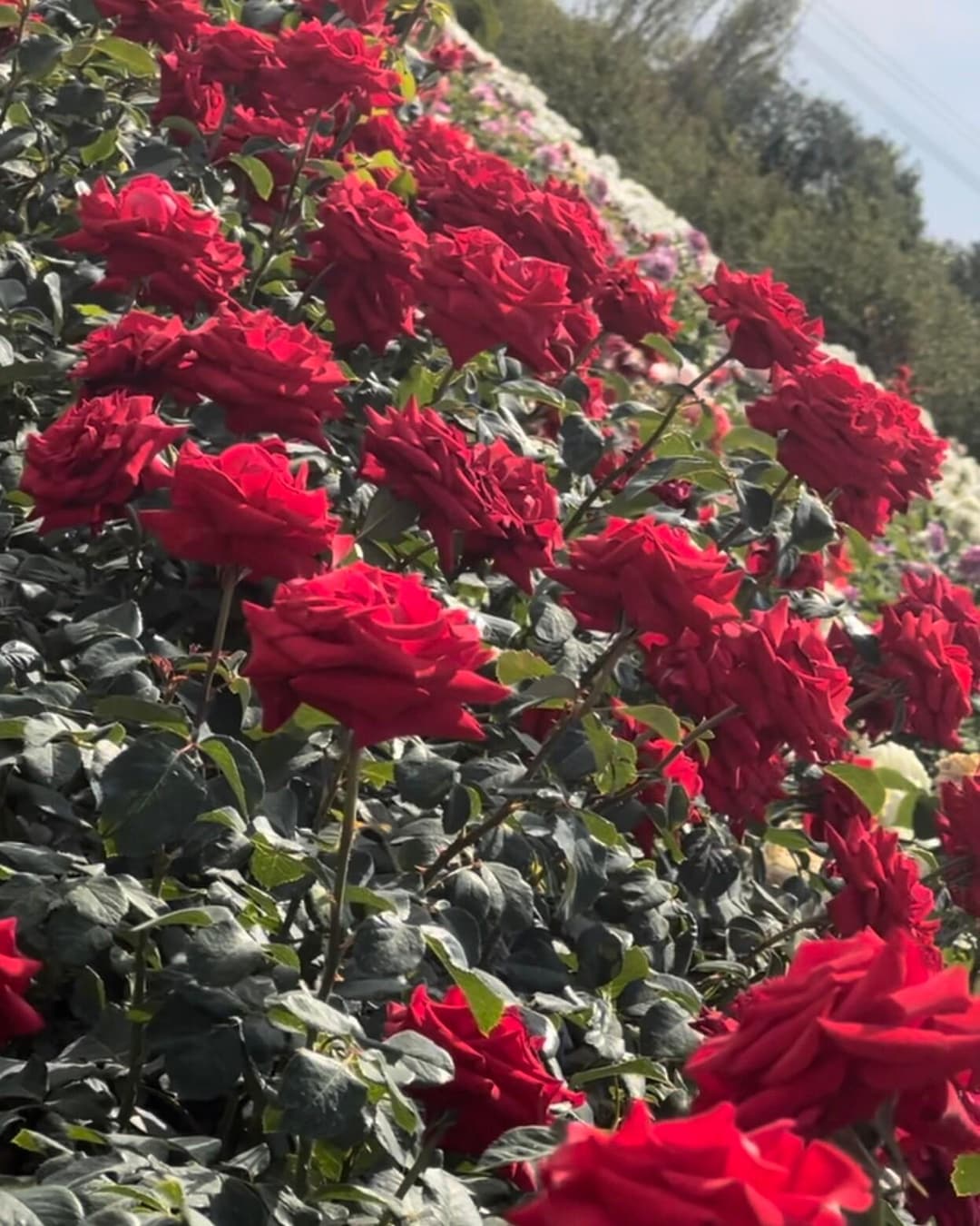 Happy Ruby Wedding Potted Rose - Large Rich Red Blooms - 4 Litre Pot ...