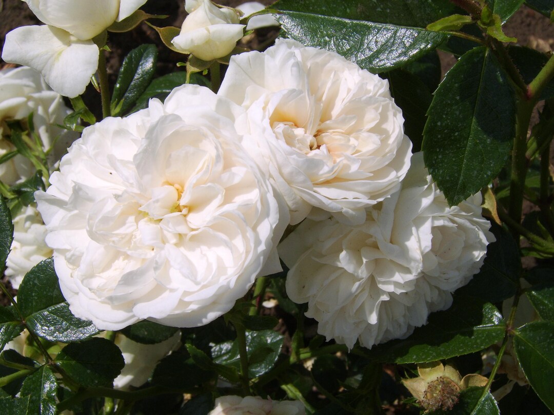 Susan Rose - Bare Root Standard Rose Budded at 80cm- Ivory Rosette ...