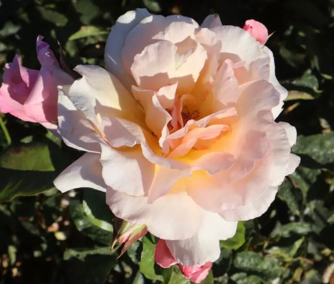 Rosa 'compassion' Climbing Rose - Lovely Salmon Pink Scented Blooms ...