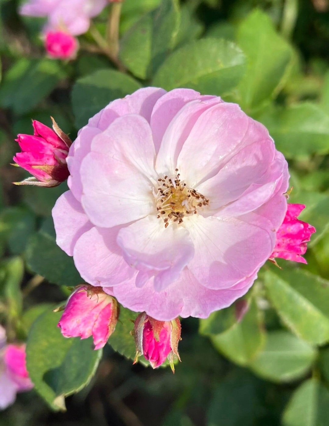 Rosa 'cornelia' Old Fashioned Shrub Rose - Small Light Pink Scented ...