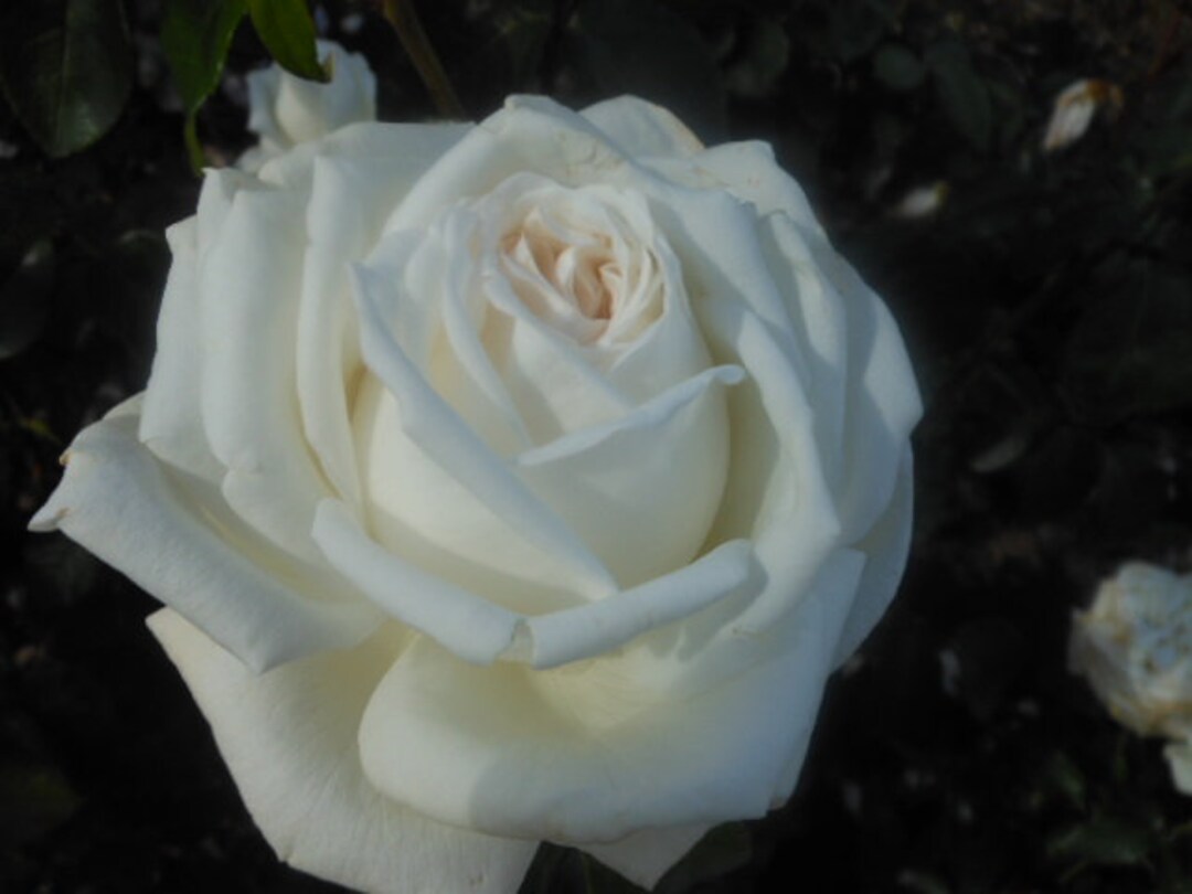 White Parfum De Provence - Hybrid Tea - Potted Rose - Etsy UK